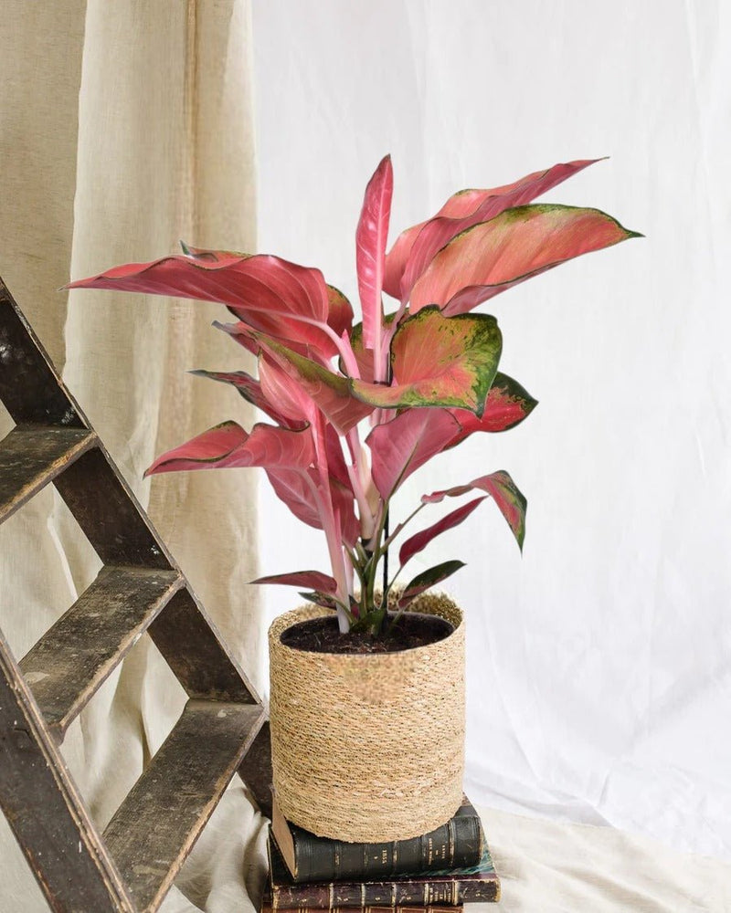 Entretien Aglaonema Orange Star : guide complet intérieur – La Green Touch