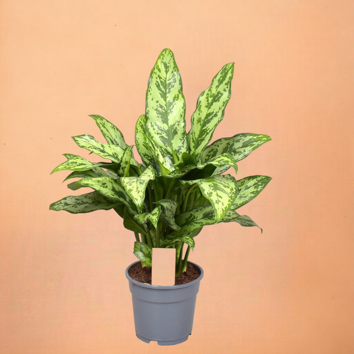 Entretien Aglaonema Romeo : arrosage, rempotage, soins clés – La Green ...