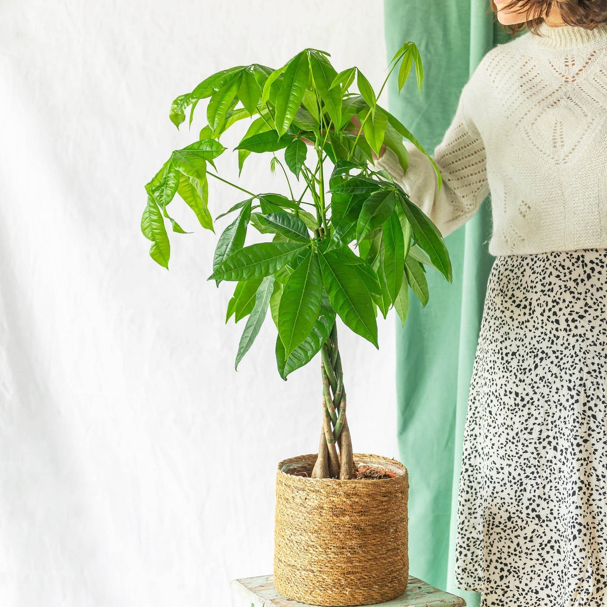 Pachira: onderhoud en watergift – La Green Touch