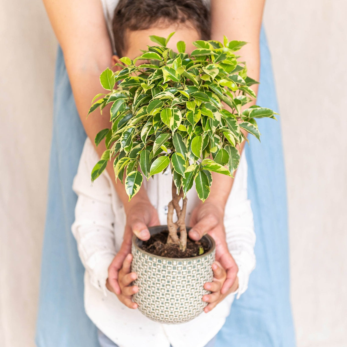 Offrir une plante d'intérieur – La Green Touch