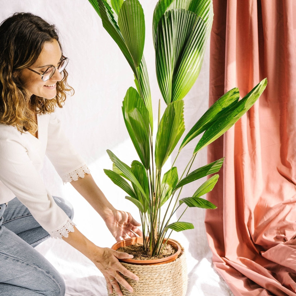 Quels palmiers choisir pour l’intérieur et lesquels pour l’extérieur